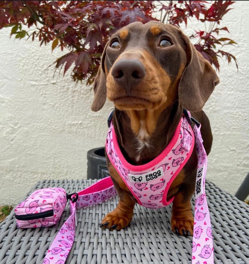 Adjustable Dog Harness - Piggy Passion | FROG DOG CO.